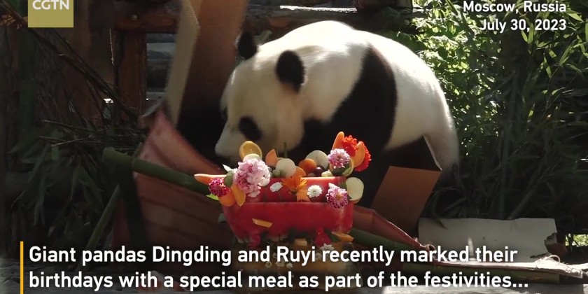 Giant pandas celebrate birthday at Moscow Zoo | Myanmar International TV