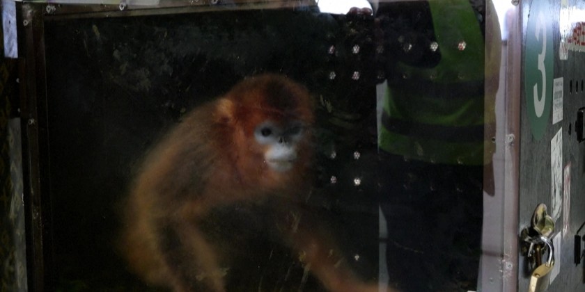 Three golden monkeys arrive in France from China | Myanmar International TV