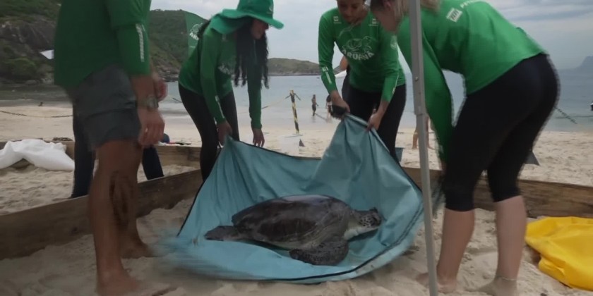 Scientists monitor Green Sea Turtles in Rio | Myanmar International TV