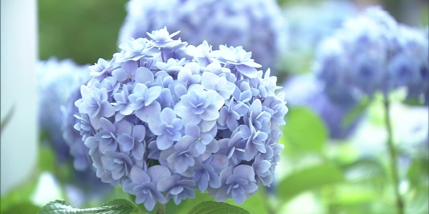 Hydrangea festival opens in western Tokyo | Myanmar International TV