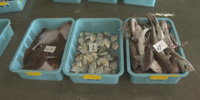 UN inspectors test Fukushima fish | Myanmar International TV