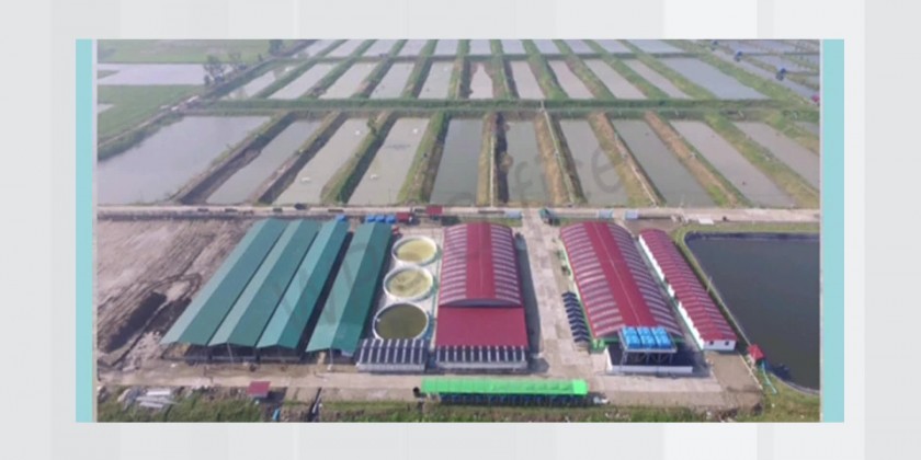 Inspection of livestock breeding: SAC Chairman inspected fish breeding ...