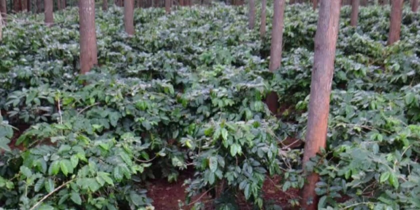 Coffee farm in Pyin Oo Lwin: Place to learn about coffee and take ...