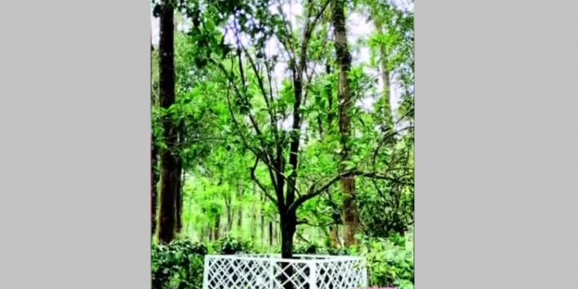 Coffee farm in Pyin Oo Lwin: Place to learn about coffee and take ...