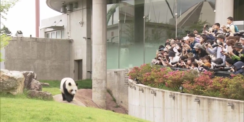 Final day of outdoor display of pandas at Japanese zoo before transfer ...