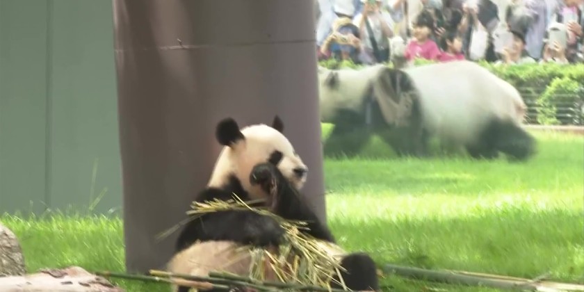 Final day of outdoor display of pandas at Japanese zoo before transfer ...