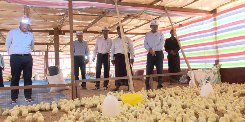 Inspection of livestock sector: Kachin State CM inspected livestock ...
