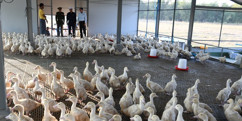 Livestock breeding zone :YGN Region CM inspected livestock breeding ...
