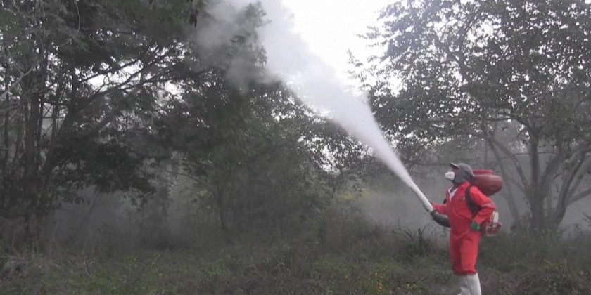 Locust plague keeps region in southern Mexico on alert | Myanmar ...