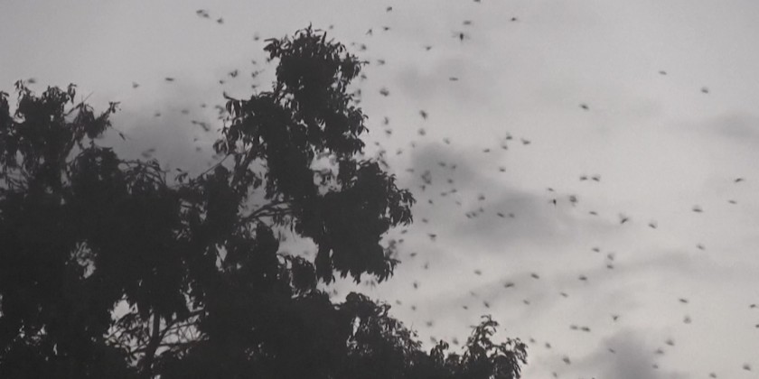 Locust plague keeps region in southern Mexico on alert | Myanmar ...