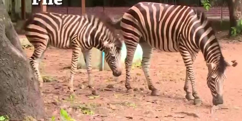 70th BD of MOMO: Well-known elephant of Yangon Zoo | Myanmar ...