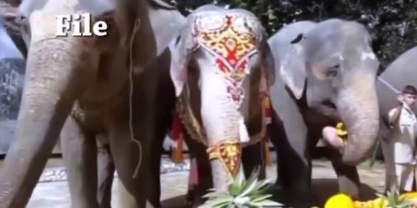 70th BD of MOMO: Well-known elephant of Yangon Zoo | Myanmar ...