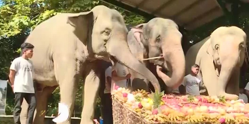 70th BD of MOMO: Well-known elephant of Yangon Zoo | Myanmar ...