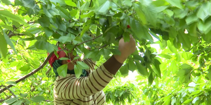 International Culture, Art and Cherry Festival begins in Mardin's ...