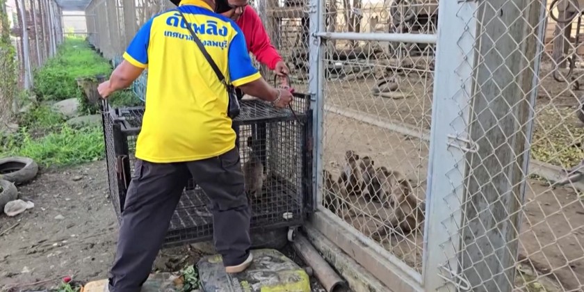 Around 200 monkeys break out of enclosure in central Thailand | Myanmar ...