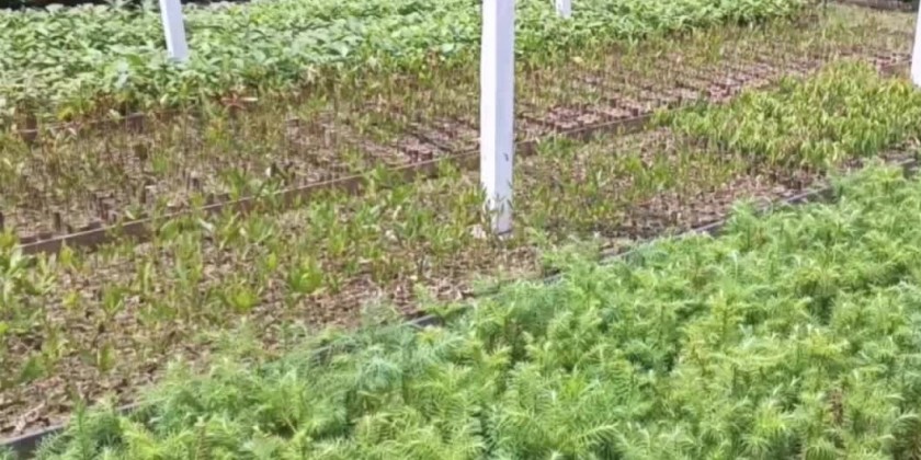 Monsoon trees planting: Saplings cultivated for monsoon season in ...