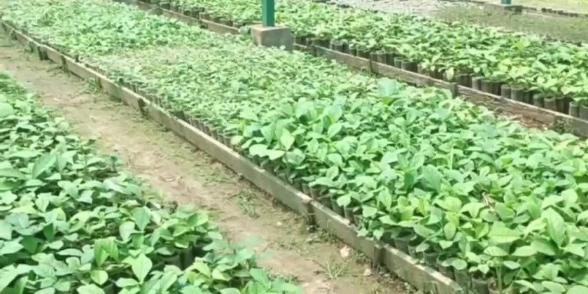Monsoon trees planting: Saplings cultivated for monsoon season in ...