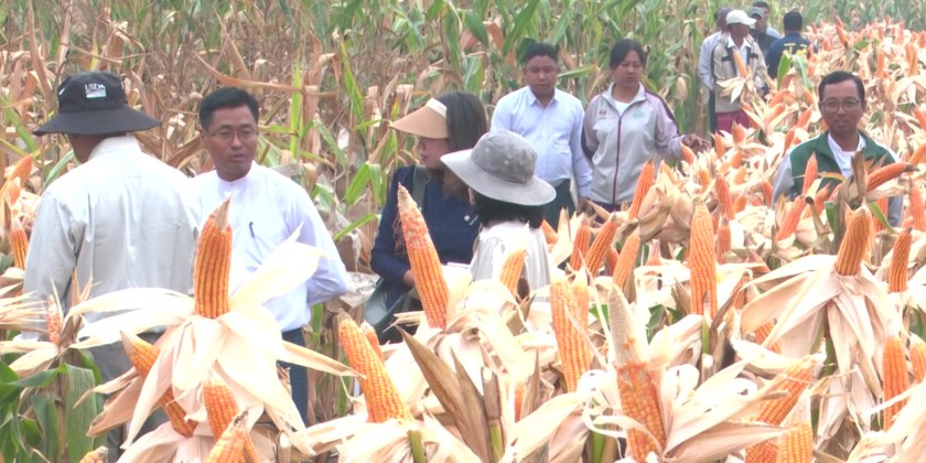 New Hybrid Corn Varieties: Field demonstration for selection of new ...