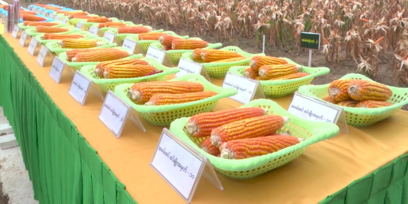 New Hybrid Corn Varieties: Field demonstration for selection of new ...