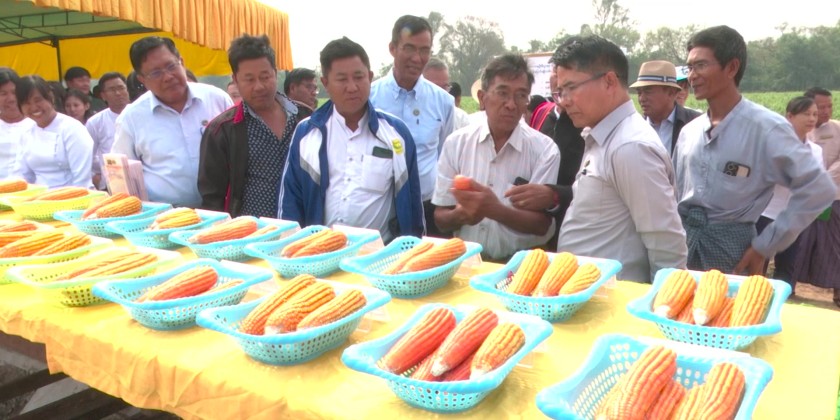 New Hybrid Corn Varieties: Field demonstration for selection of new ...