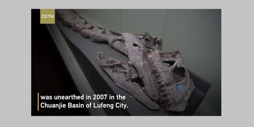 China Unveils New Early Jurassic Dinosaur Species | Myanmar ...