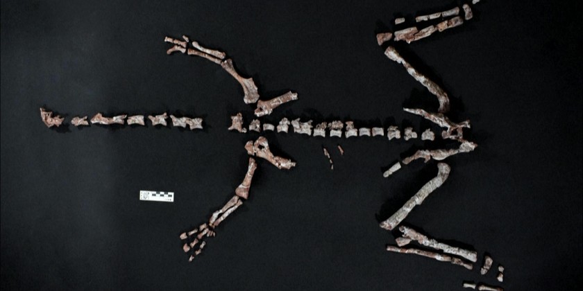 One of world's oldest dinosaurs discovered in Argentina | Myanmar ...