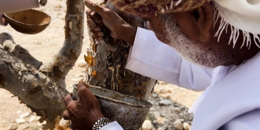 In Oman, efforts to preserve frankincense 'equivalent to oil' | Myanmar ...