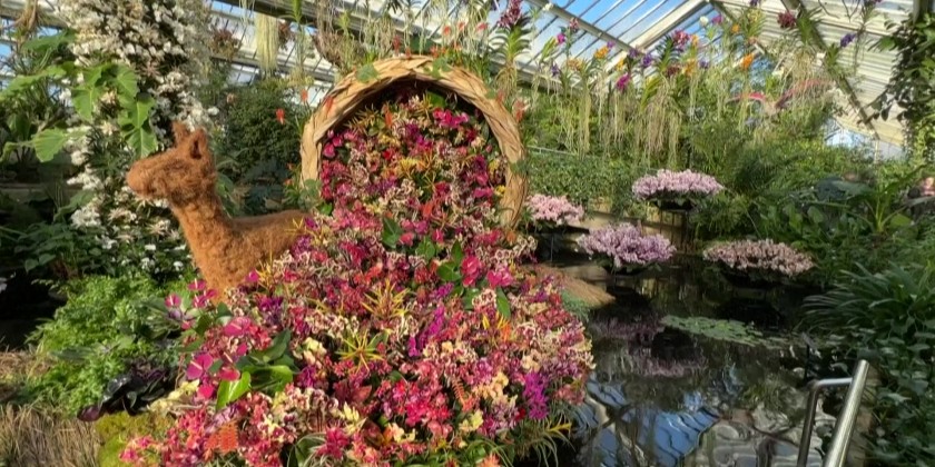 Peruvian flowers take centre stage at orchid festival in London's Kew ...