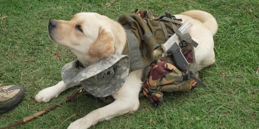 Four-legged models strut their stuff at 'Pawchella' dog show in Nairobi ...