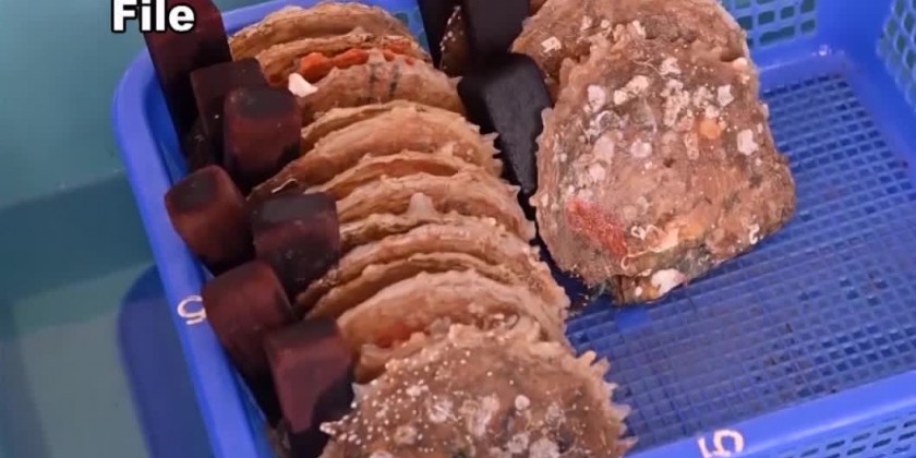 Pearl Production: Over 790,000 momi produced during 7-month period ...