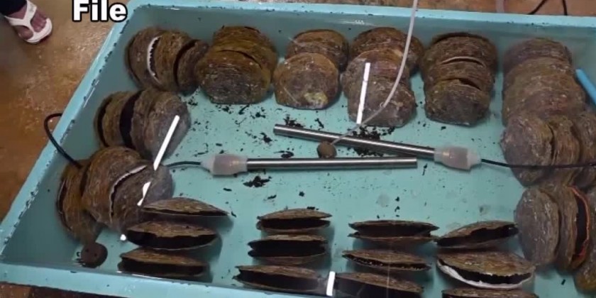 Pearl Production: Over 790,000 momi produced during 7-month period ...