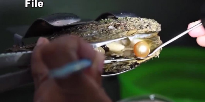 Pearl Production: Over 790,000 momi produced during 7-month period ...