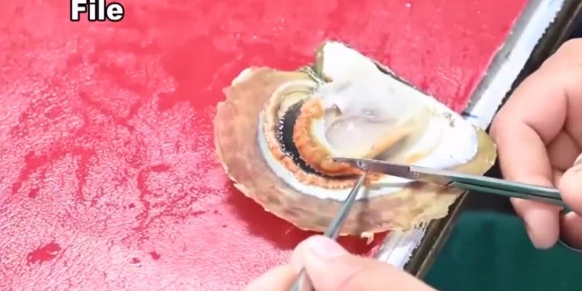 Pearl Production: Over 790,000 momi produced during 7-month period ...