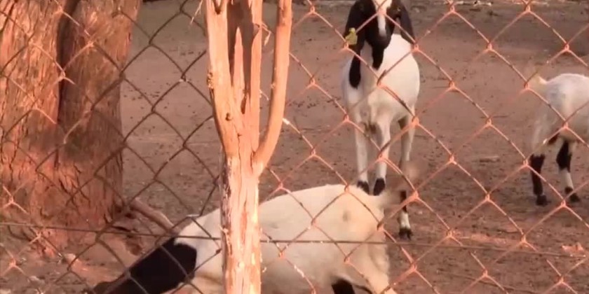 Pedigree Goat Farm: Htein San goat species are standardized for ...