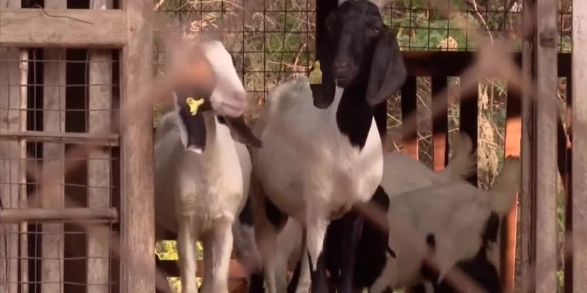 Pedigree Goat Farm: Htein San goat species are standardized for ...