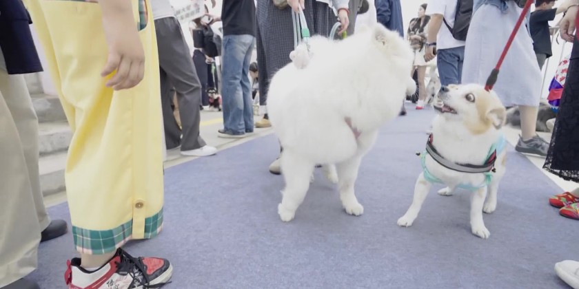 Ancient pier becomes pet fashion runway in Fujian | Myanmar ...