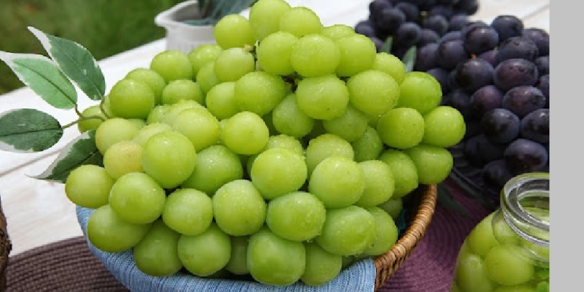 Premium grapes shipping from central Japan | Myanmar International TV