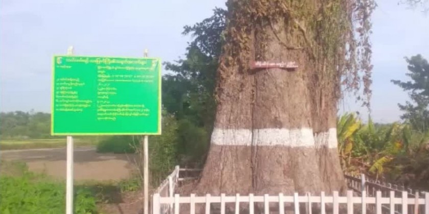 Raising Awareness:Old trees are preserved in Ayeyarwaddy region ...