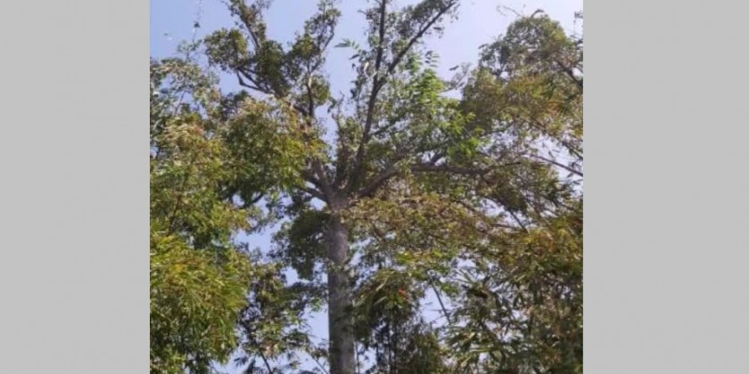 Raising Awareness:Old trees are preserved in Ayeyarwaddy region ...