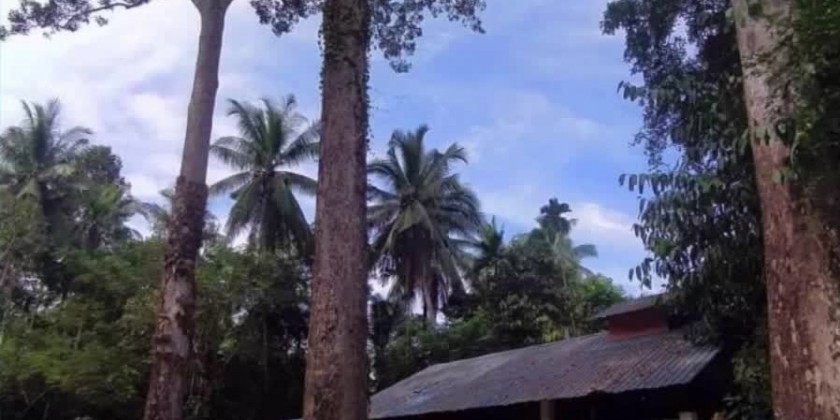 Raising Awareness:Old trees are preserved in Ayeyarwaddy region ...