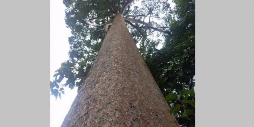 Raising Awareness:Old trees are preserved in Ayeyarwaddy region ...