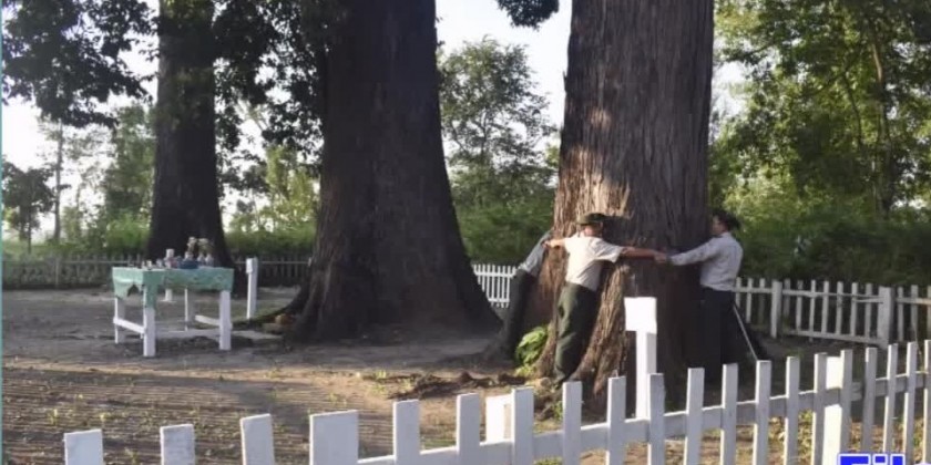 Raising Awareness:Old trees are preserved in Ayeyarwaddy region ...