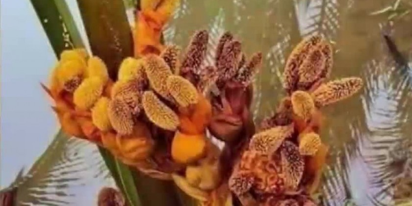Products of Nipa Palm: Over 100 items of consumer goods enabled to ...