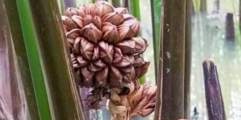 Products of Nipa Palm: Over 100 items of consumer goods enabled to ...