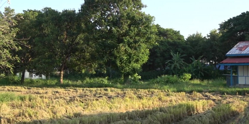 Rural Development: Paddy harvesting, poultry farming and rice mill ...