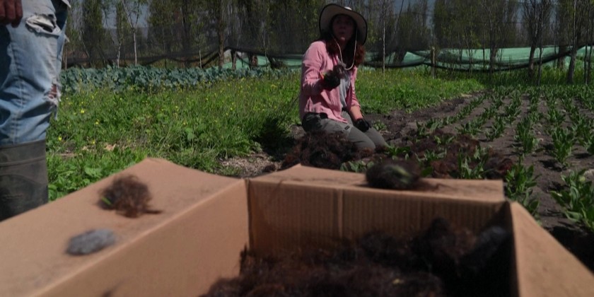 NGO uses recycled hair to help restore Mexico City's agricultural ...