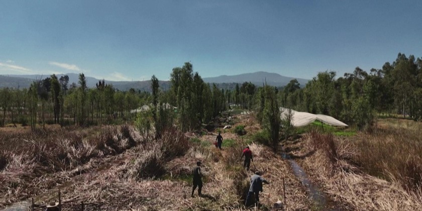 NGO uses recycled hair to help restore Mexico City's agricultural ...
