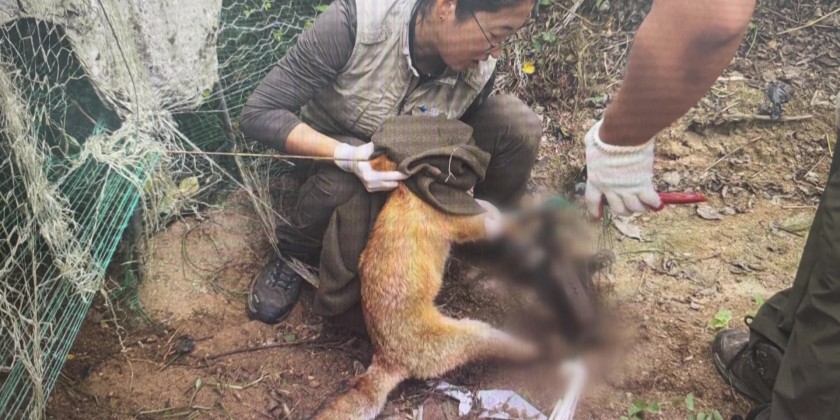 Red foxes released into the wild to restore mountain ecosystem ...