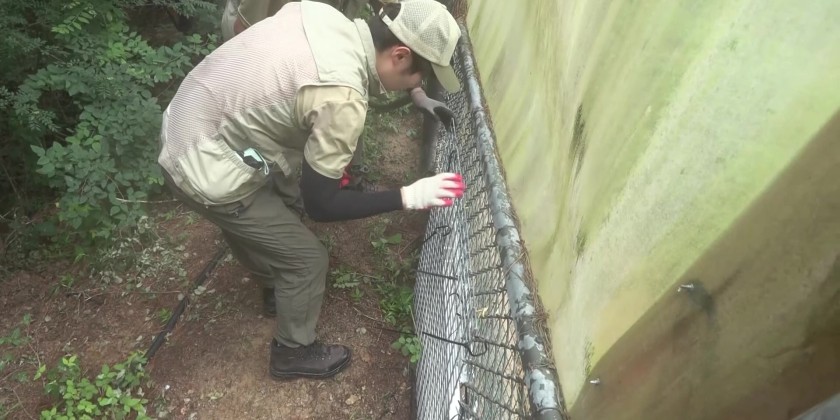 Red foxes released into the wild to restore mountain ecosystem ...