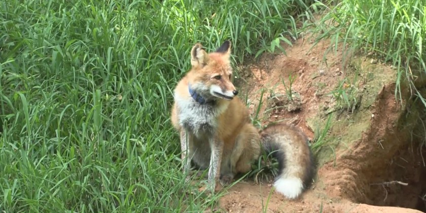 Red foxes released into the wild to restore mountain ecosystem ...